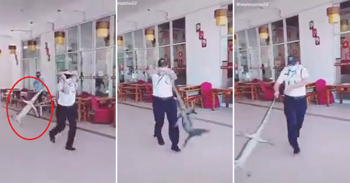 WATCH: Brave security guard grabs monitor lizard by the tail ...