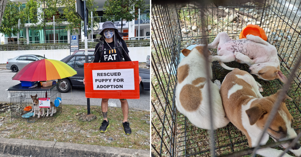 Kind Klang man opens puppy adoption booth by roadside, stands for hours ...