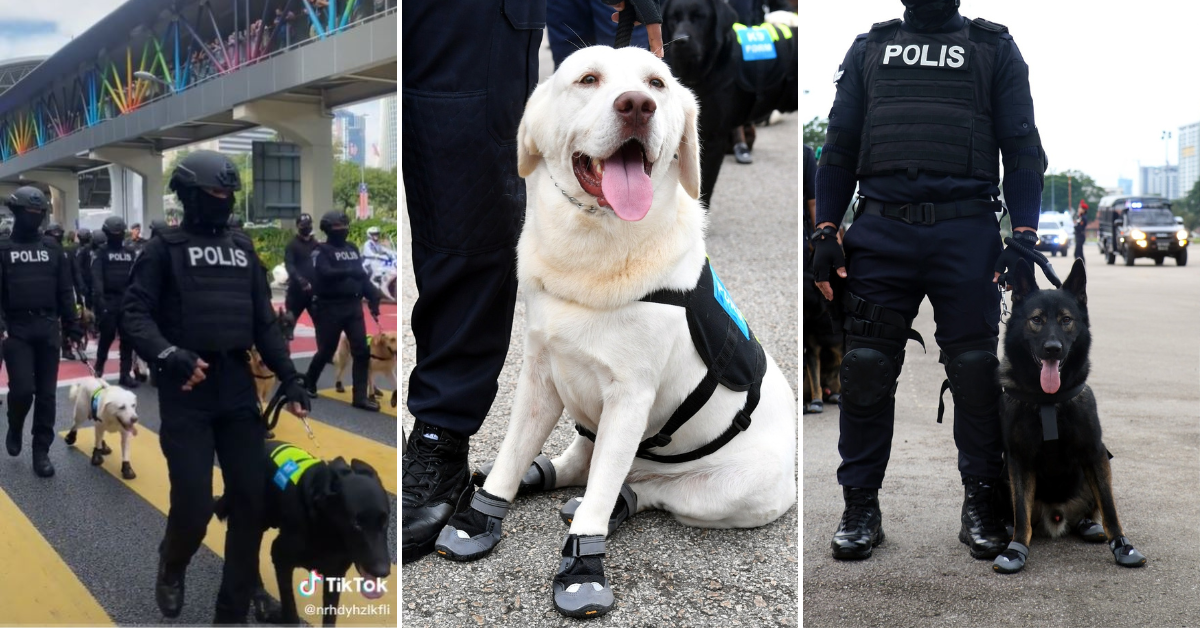 PDRM's K9 dogs don adorable tiny paw-boots during Merdeka parade ...