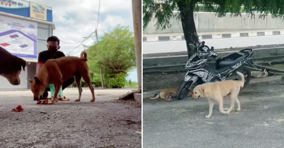 Adorable stray dogs repay M'sian's kindness for feeding them by ...