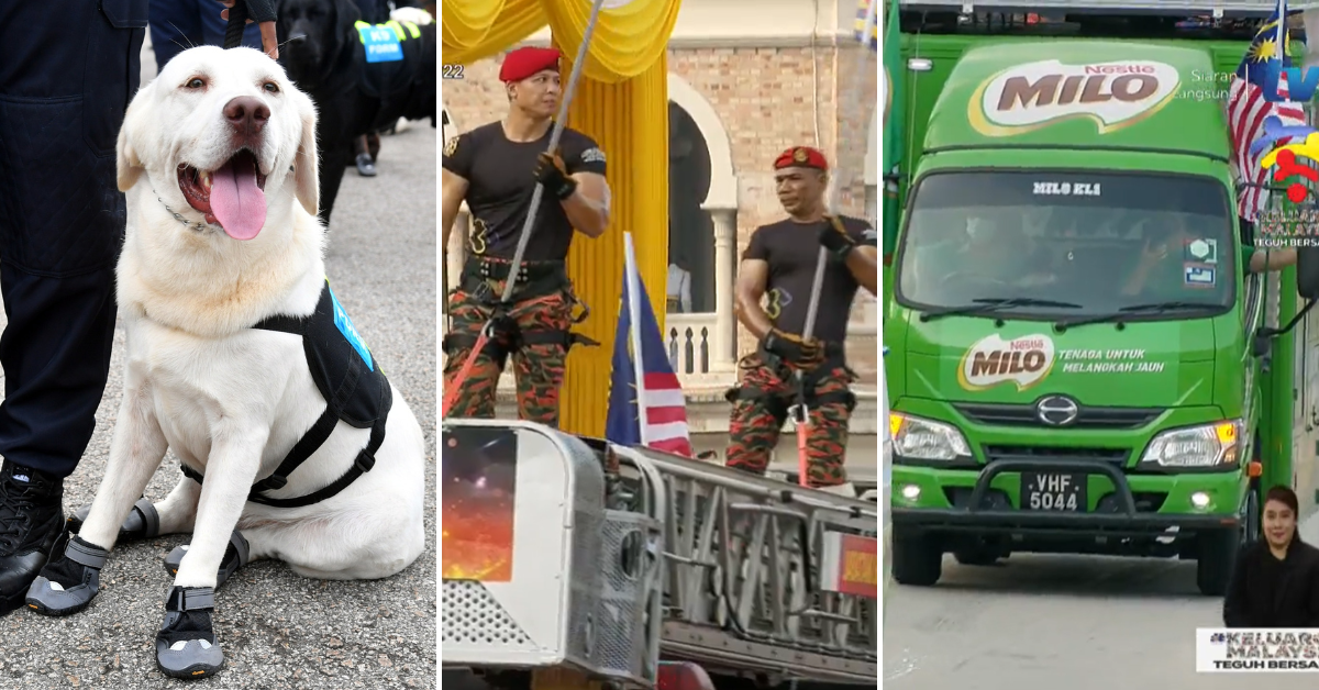 From sado firefighters, to Milo trucks, and doggos in tiny paw boots ...