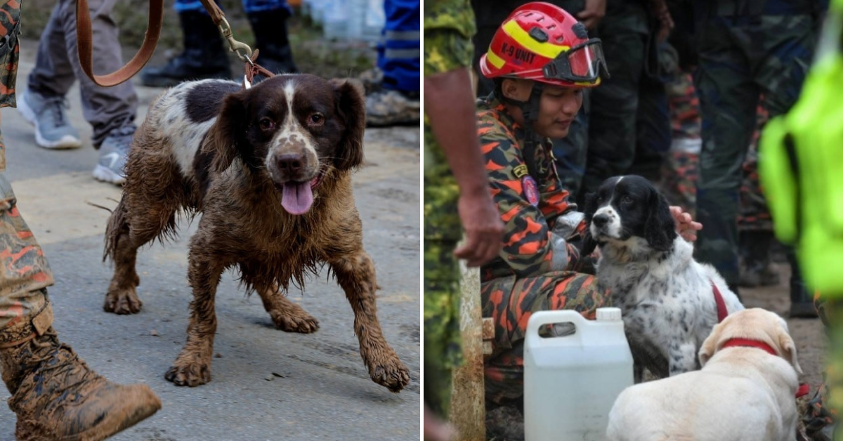 K9 Unit's detection dog passes out from exhaustion after working ...
